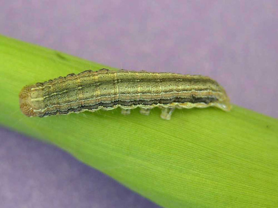 Armyworms - OB Lawn Care