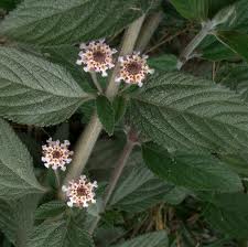 Matchweed or Mat Lippia (Phyla nodiflora) - OB Lawn Care